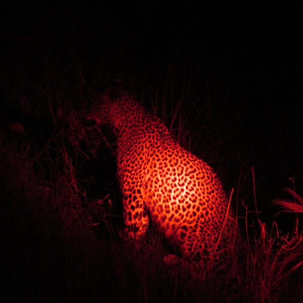 Phinda Private Game Reserve - South Africa's Luxury Safari Expeience