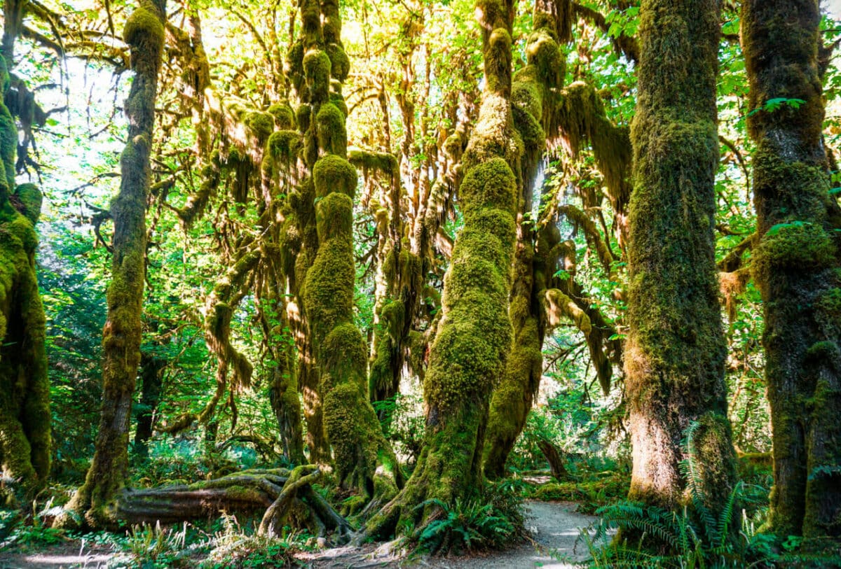 The Ultimate Itinerary for 3 Days in Olympic National Park